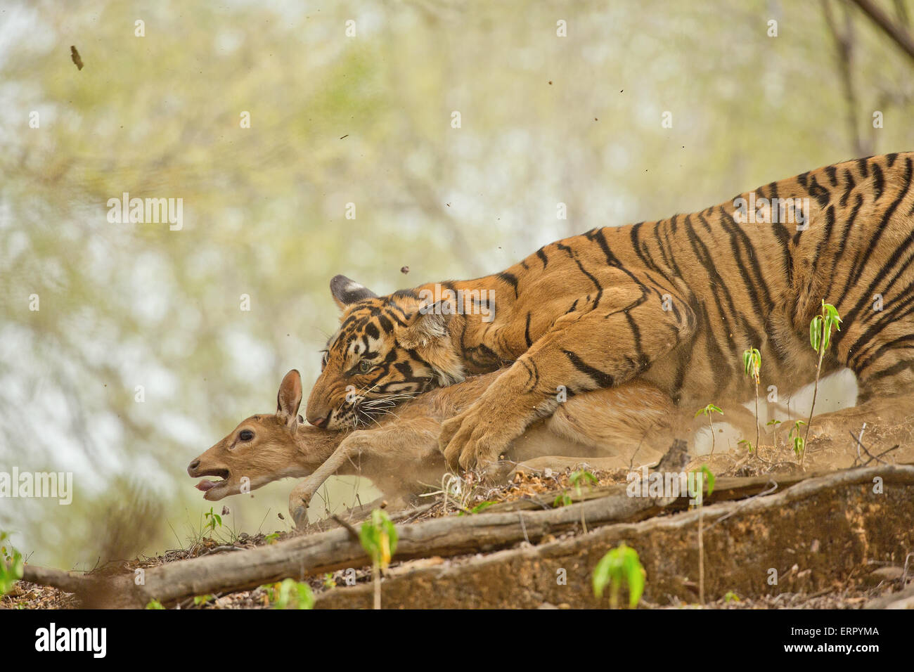 A tiger captures a deer for its food Stock Photo - Alamy