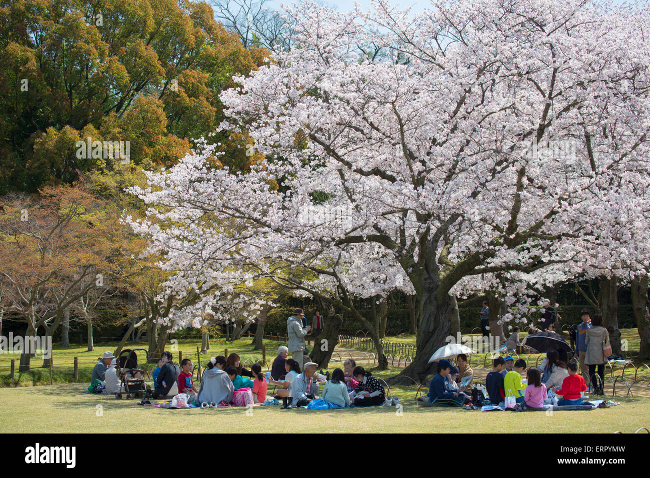 People having picnic under cherry trees in blossom in Koraku-en Garden ...