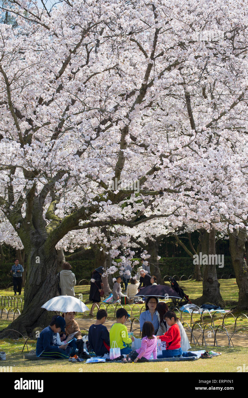 People having picnic under cherry trees in blossom in Koraku-en Garden, Okayama, Okayama ...