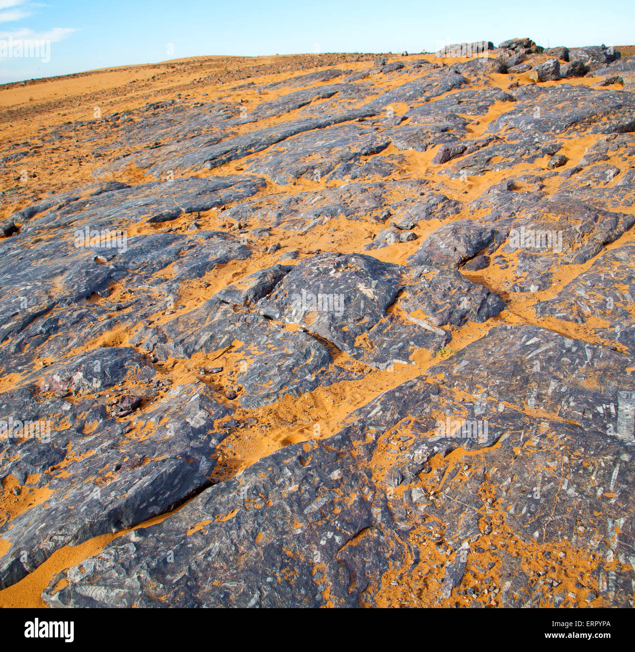 old fossil in the desert of morocco sahara and rock stone sky Stock ...