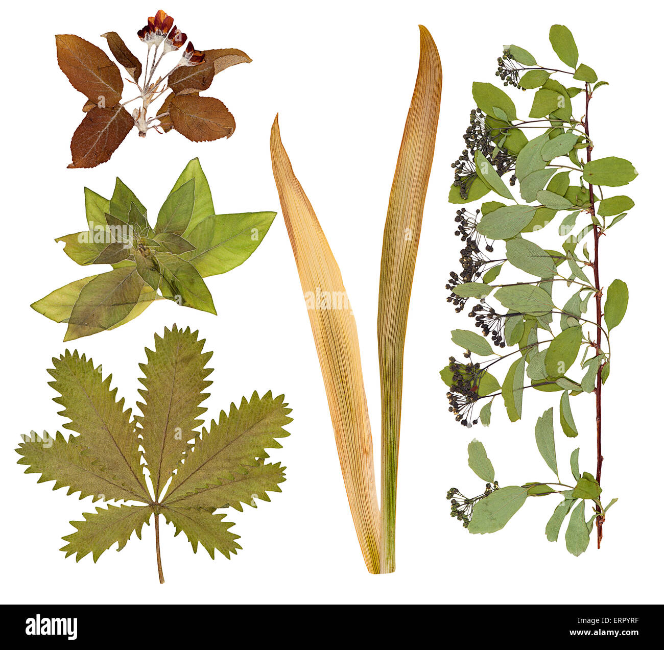Set of wild dry pressed flowers and leaves, isolated Stock Photo - Alamy