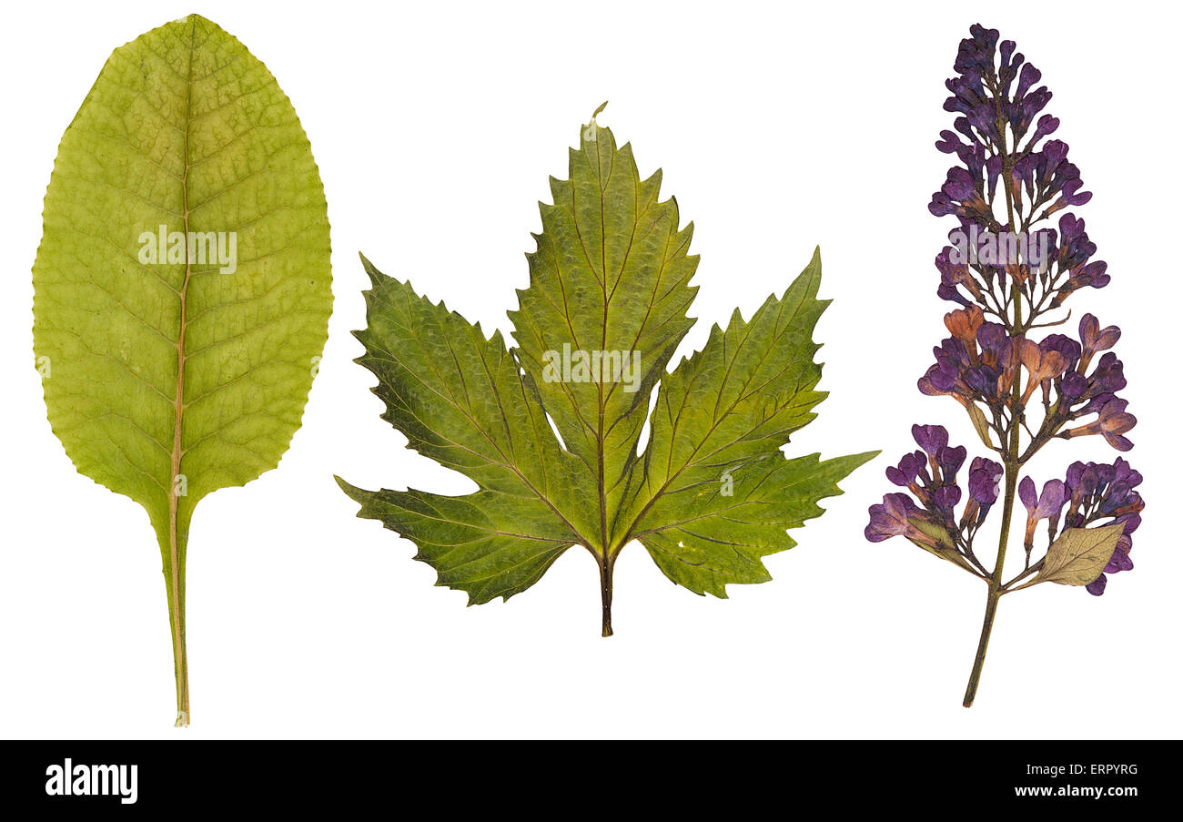 Set of wild dry pressed flowers and leaves, isolated Stock Photo - Alamy
