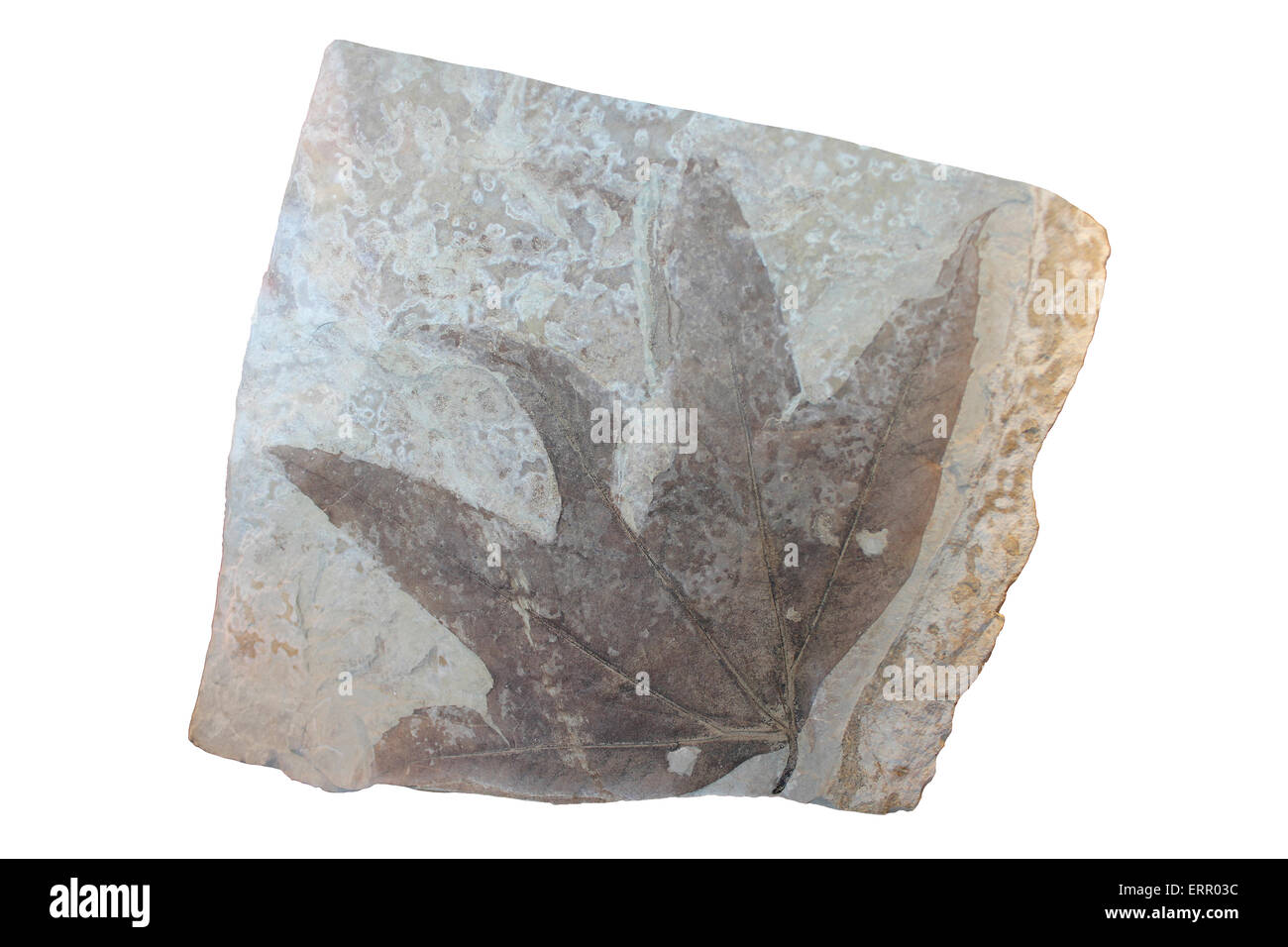 Sycamore leaf fossil hi-res stock photography and images - Alamy