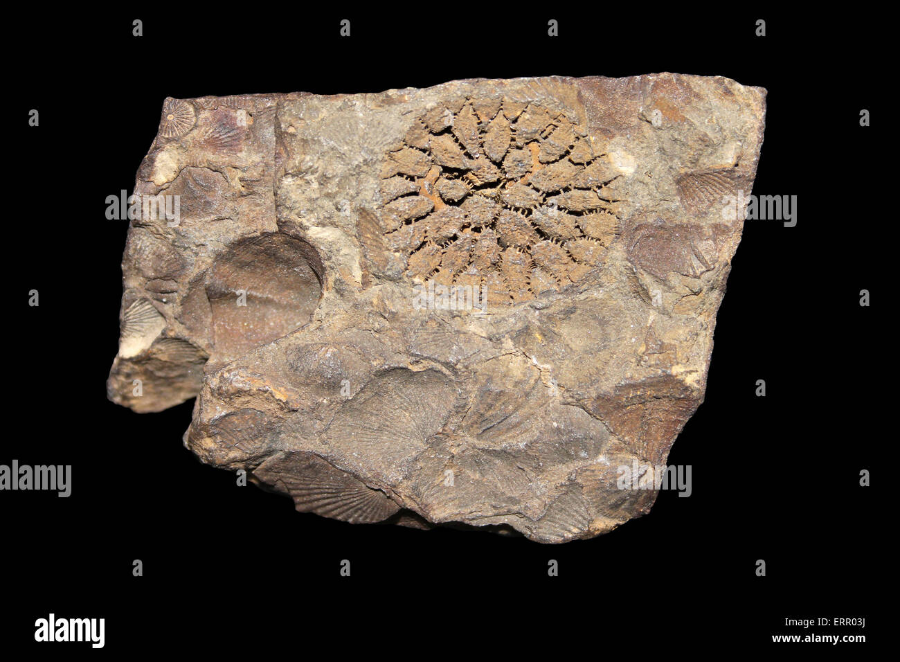 Tabulate Coral Pleurodictyum Lower Devonian Stock Photo - Alamy