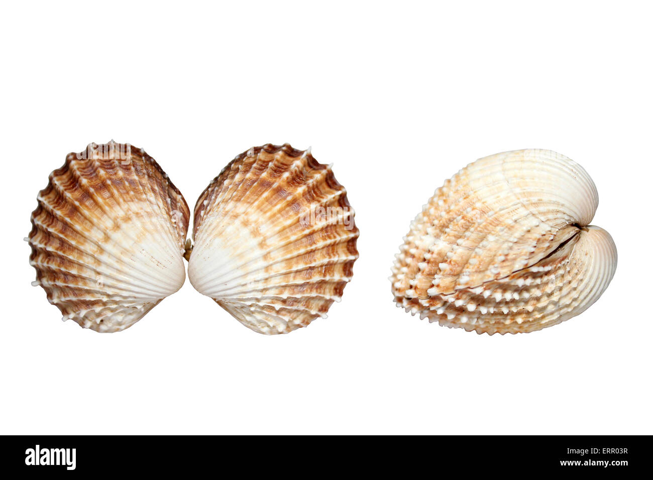 Cockle conchology Cut Out Stock Images & Pictures - Alamy
