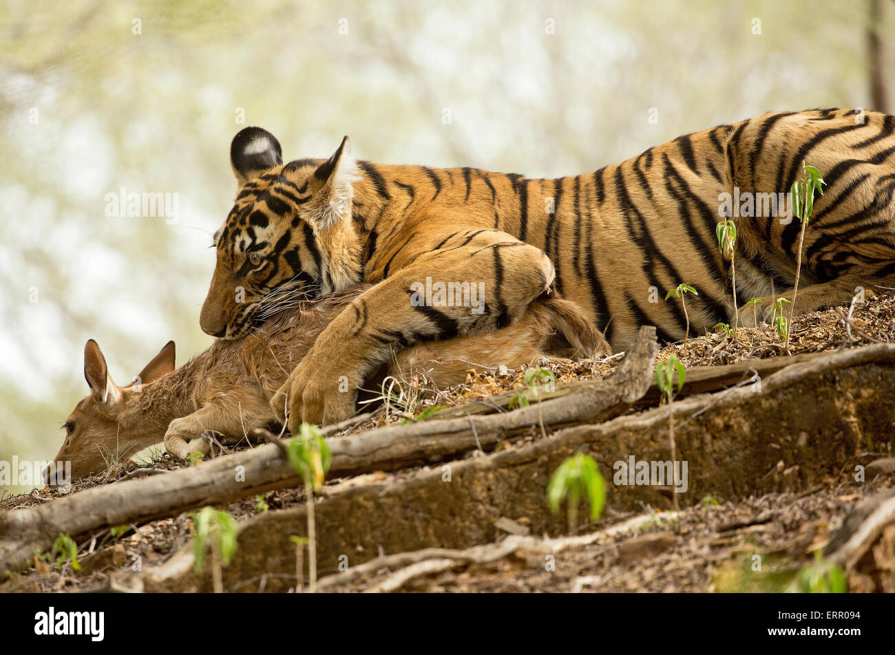 A tiger eating its kill Stock Photo - Alamy