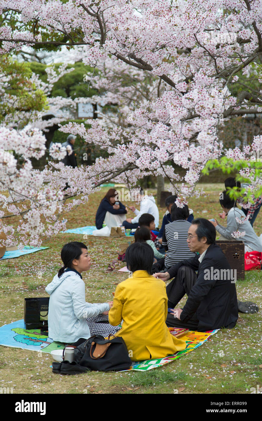 People having picnic under cherry trees in blossom in Ritsurin-koen, Takamatsu, Shikoku, Japan ...