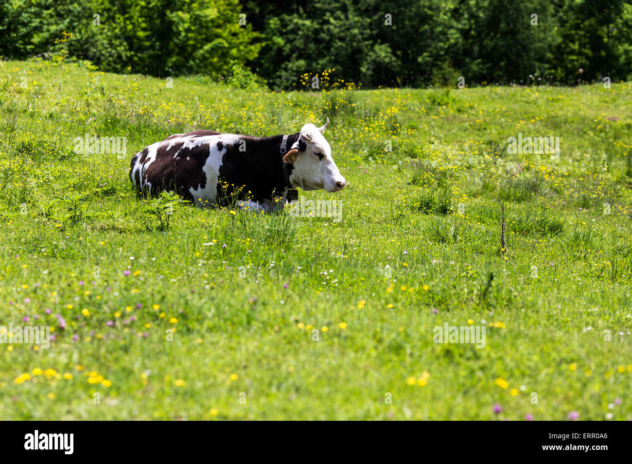 Happy Cow High Resolution Stock Photography and Images - Alamy