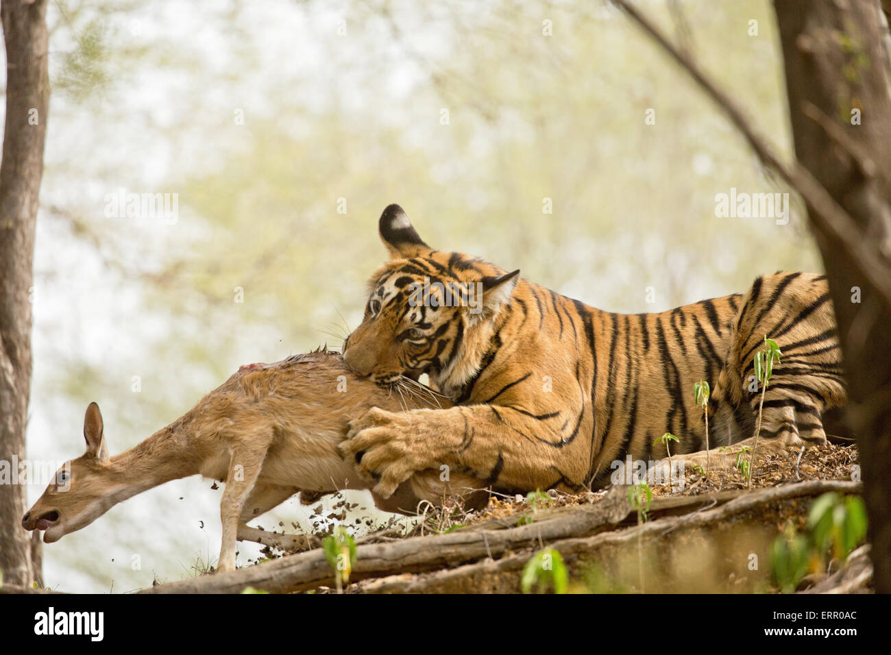 Tiger hunt hi-res stock photography and images - Alamy