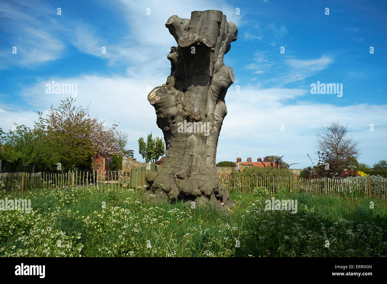 Massive stump hi-res stock photography and images - Alamy