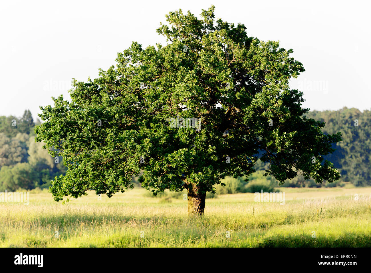 Young old oak tree hi-res stock photography and images - Alamy