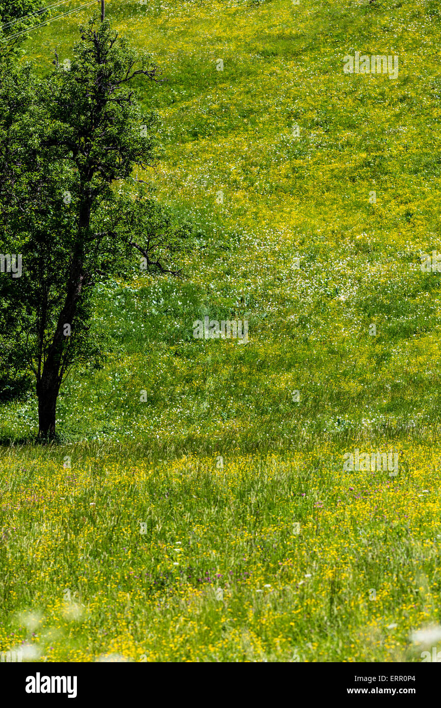 Tree in the meadow Stock Photo - Alamy