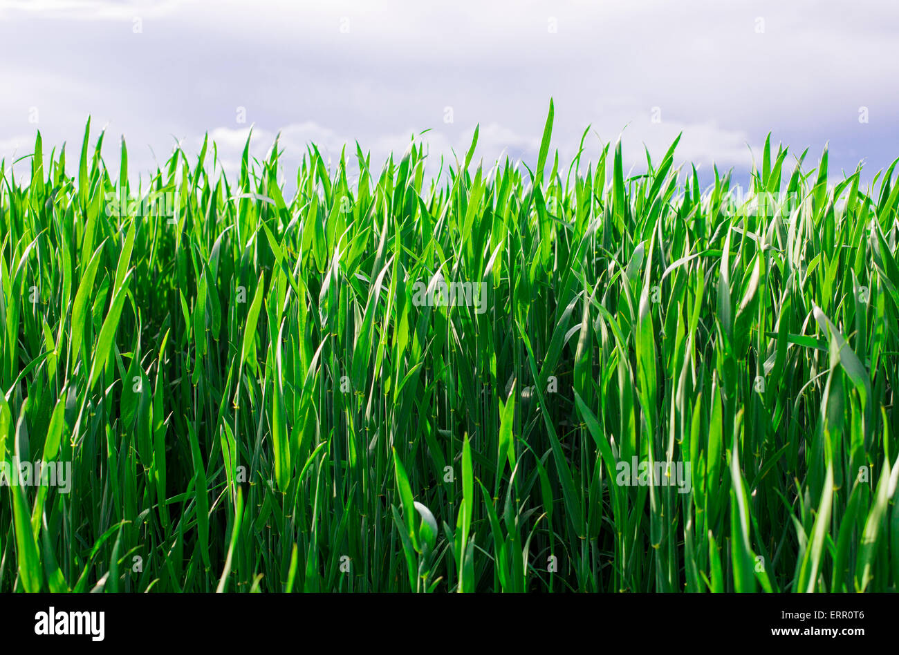 a green field in the summer Stock Photo - Alamy