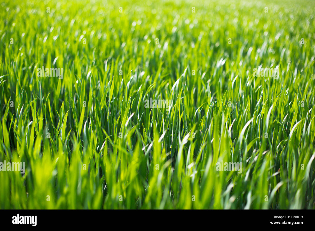 a green field in the summer Stock Photo - Alamy