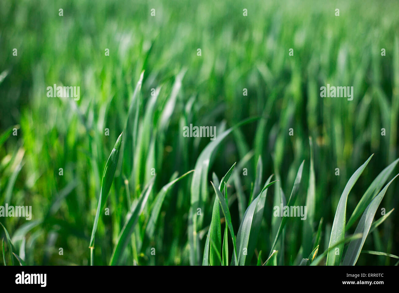 a green field in the summer Stock Photo - Alamy