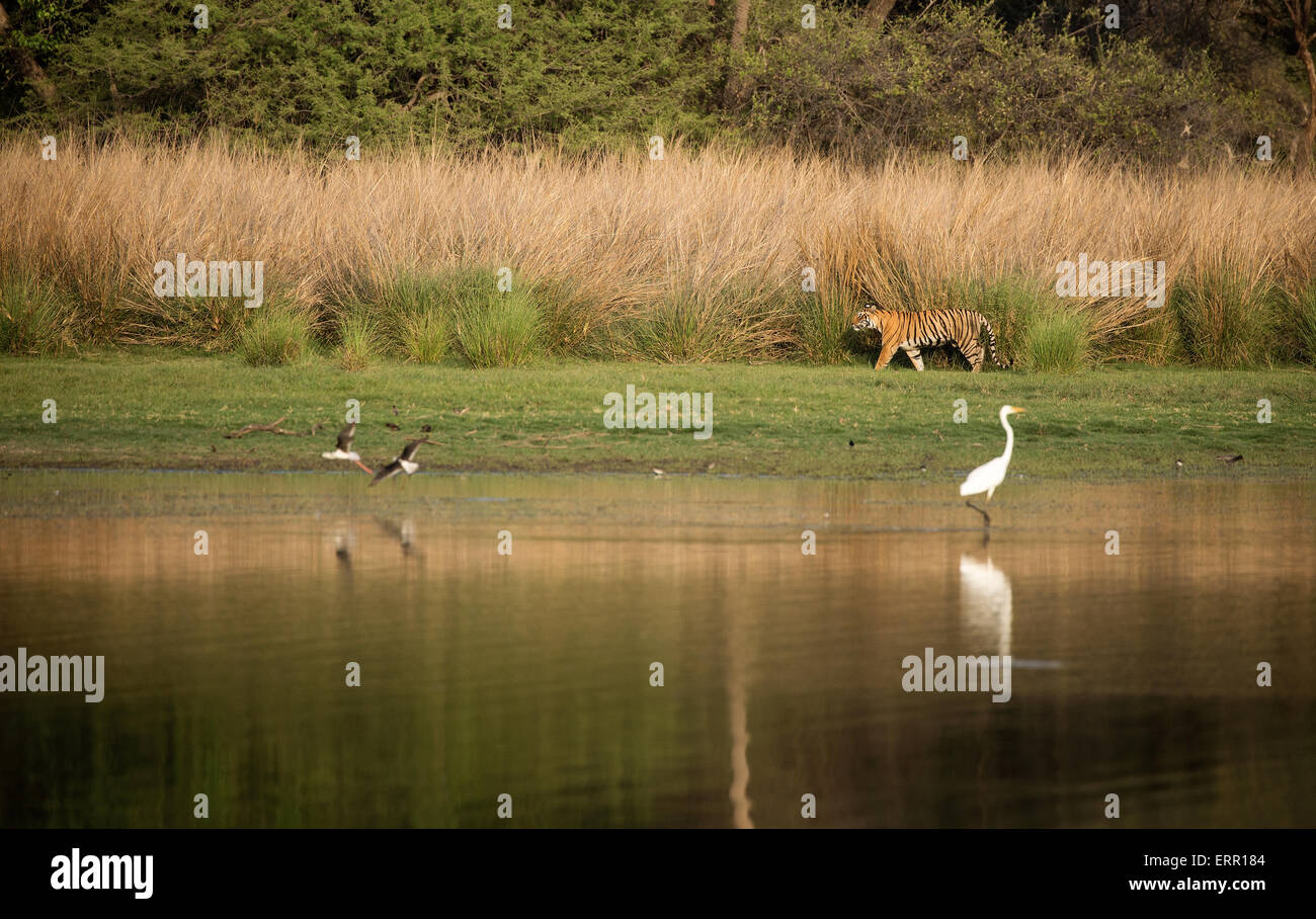 Muscles of birds hi-res stock photography and images - Alamy