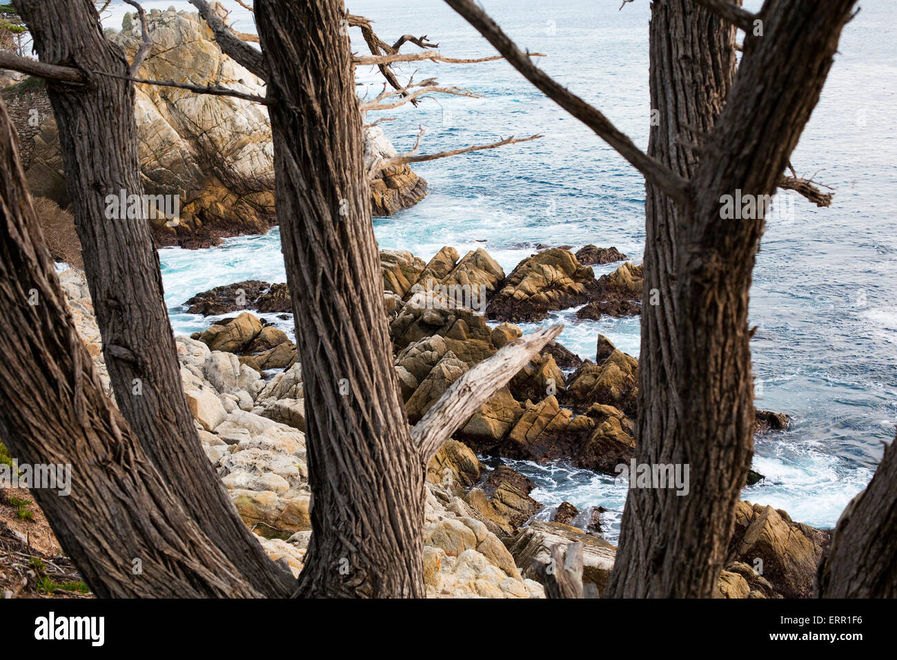 coastline with cliffs and trees in big sur Stock Photo - Alamy