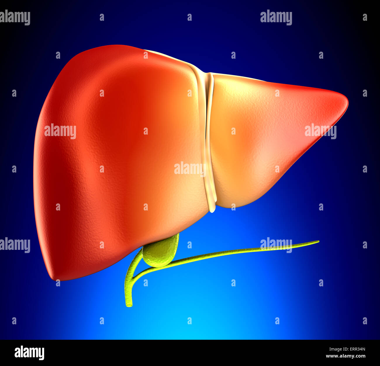 Human gallbladder anatomy hi-res stock photography and images - Alamy