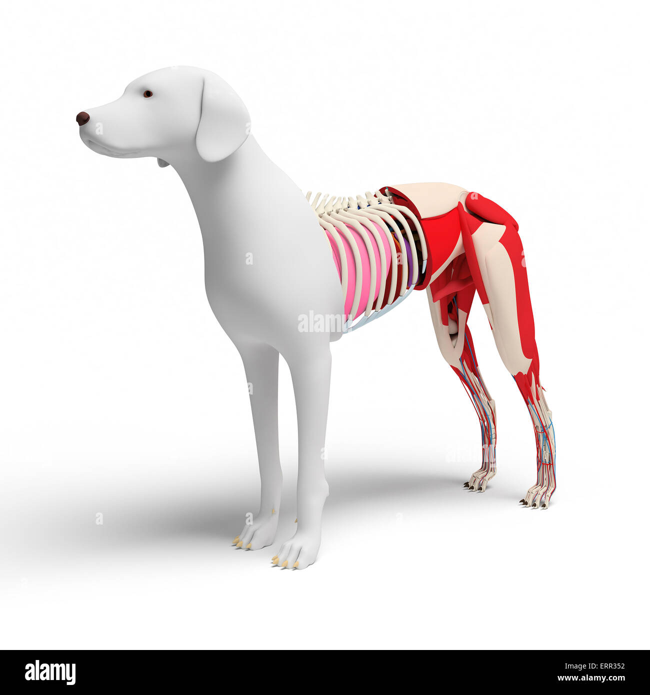 Dog Anatomy Cross-section - isolated on white Stock Photo - Alamy