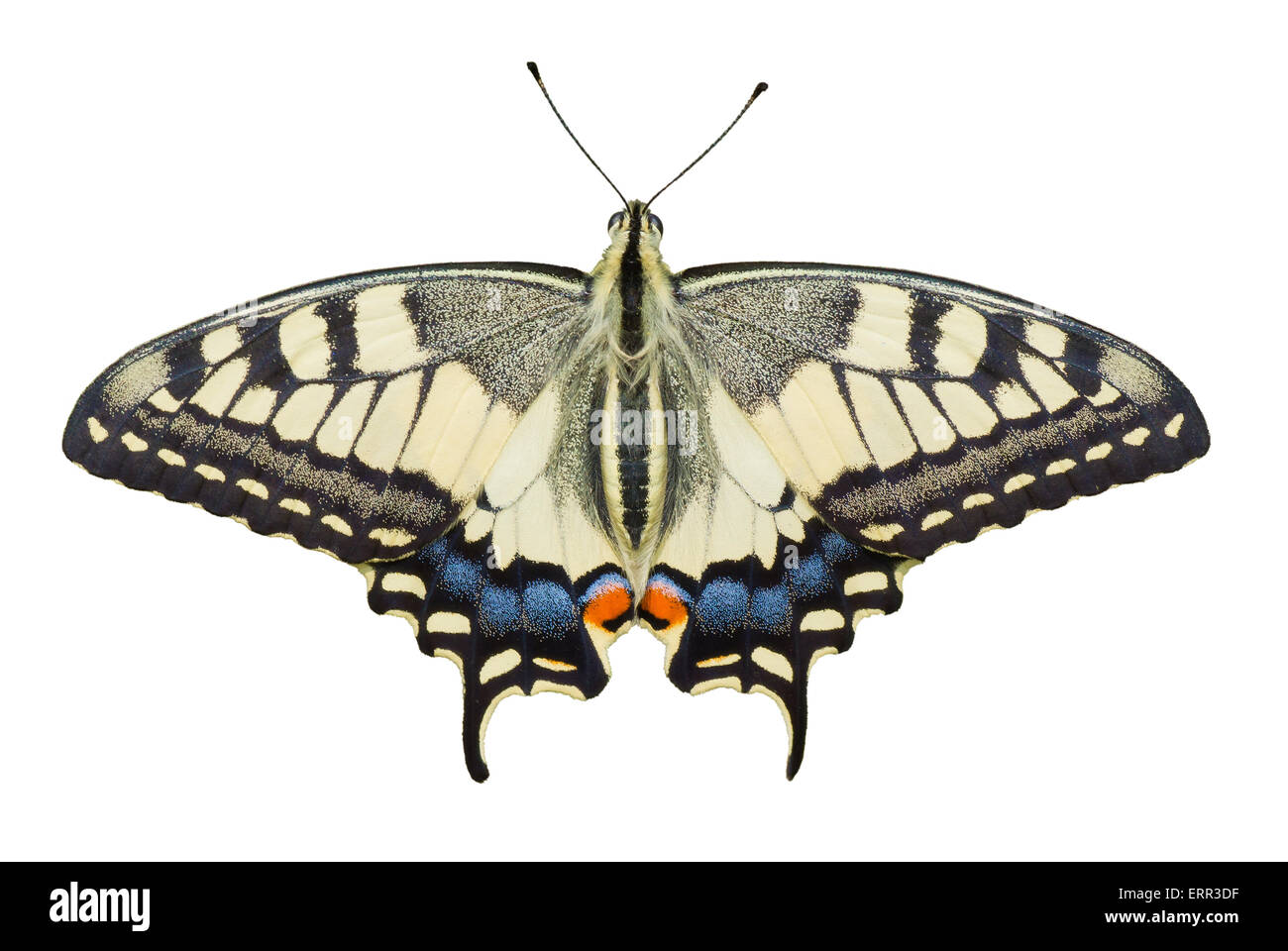 Old World Swallowtail (Papilio machaon) butterfly isolated on white ...