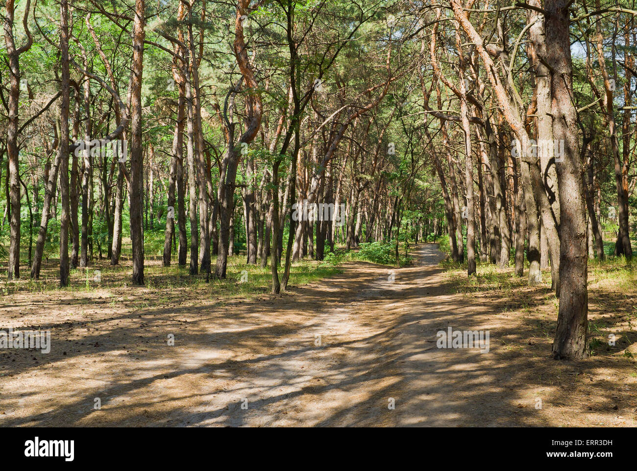 Shady path in coniferous forest at bright summer day Stock Photo - Alamy