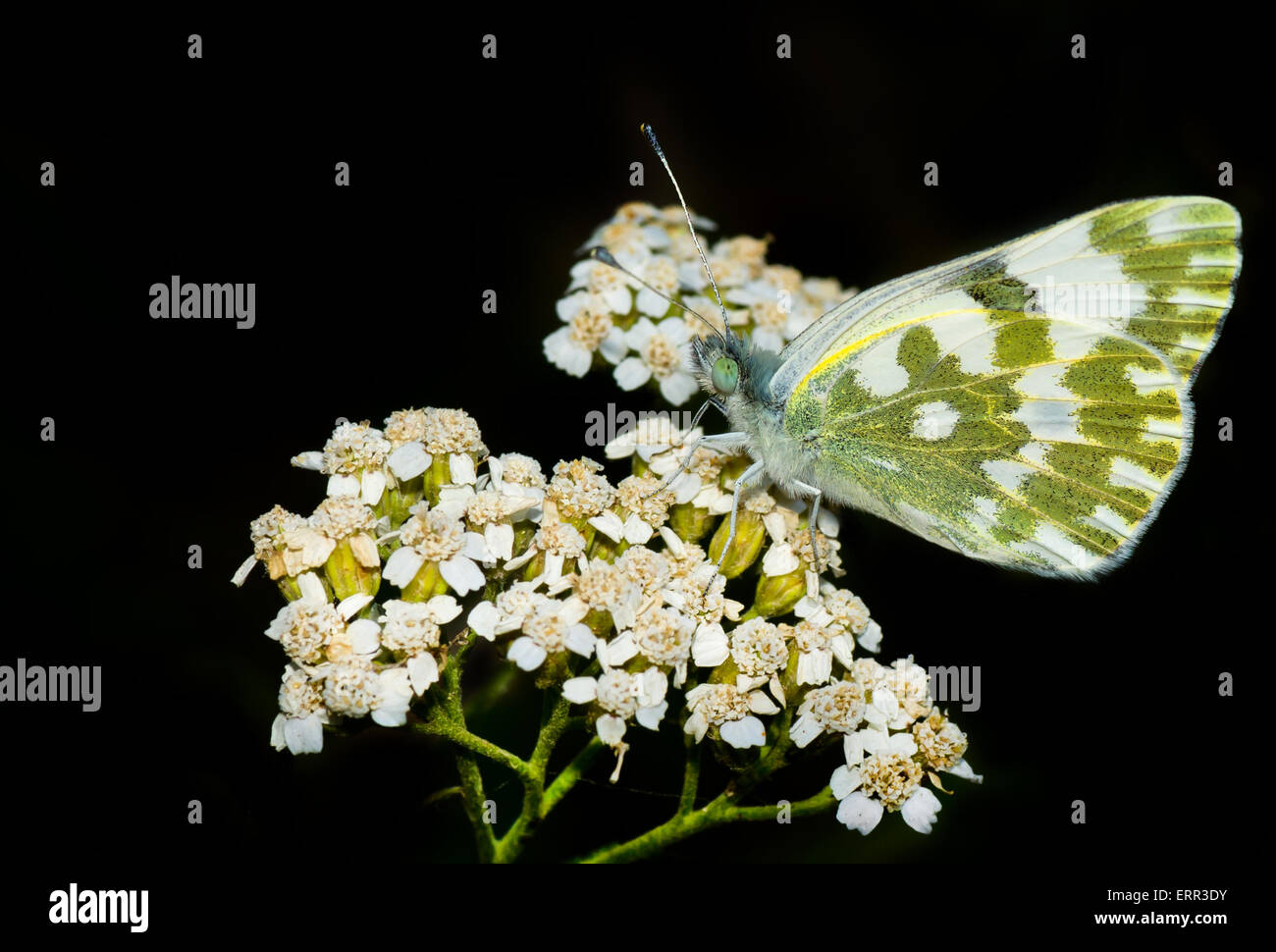 Night butterfly dark hi-res stock photography and images - Alamy