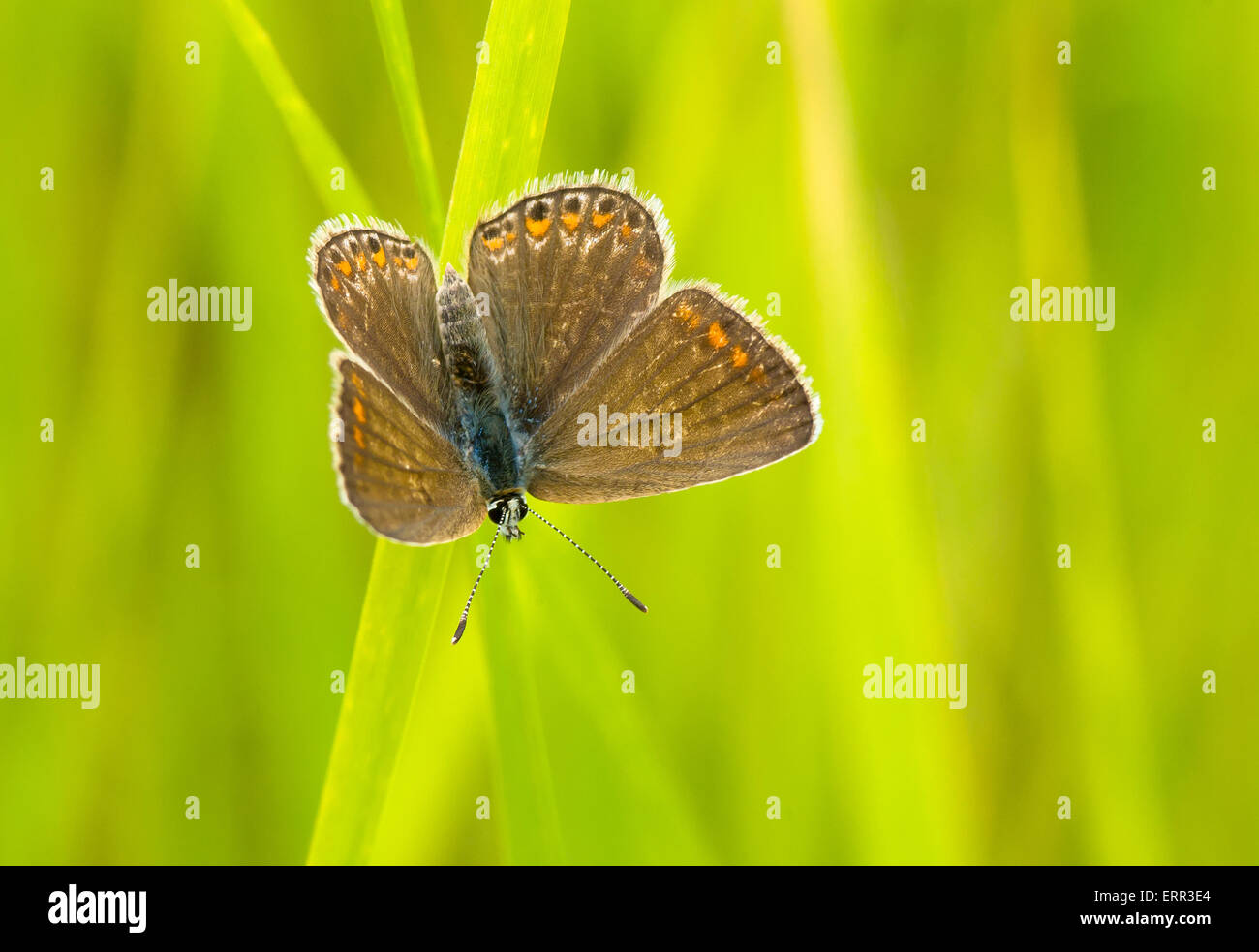 Brown Argus butterfly on a wild flowers Stock Photo - Alamy