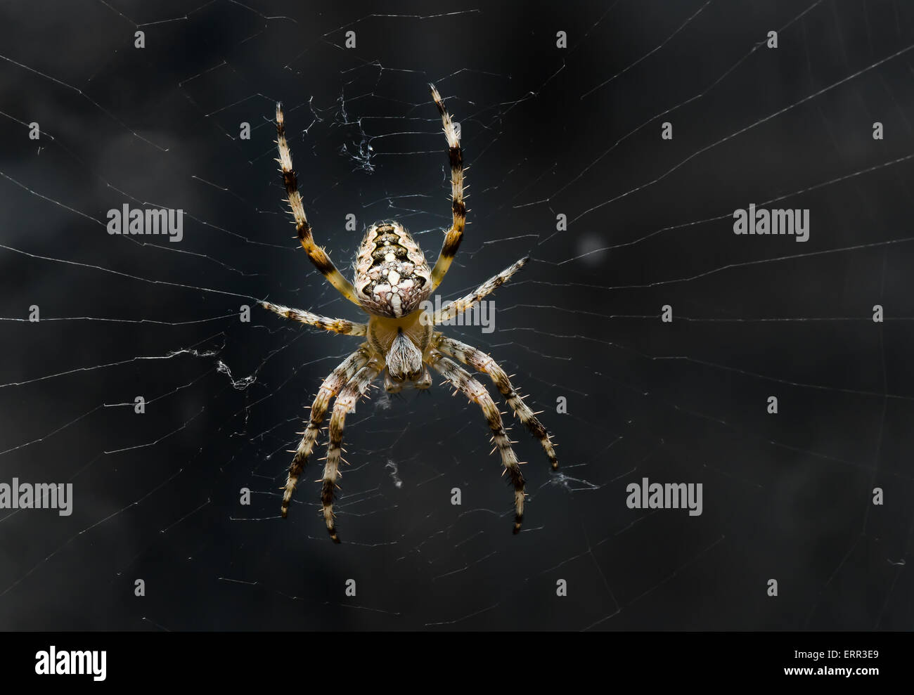 Night image of very dreadful spider on his net in the darkness Stock ...
