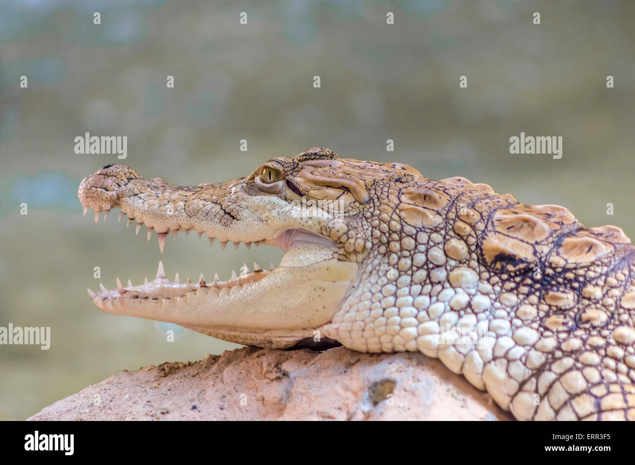 Sand alligator hi-res stock photography and images - Alamy