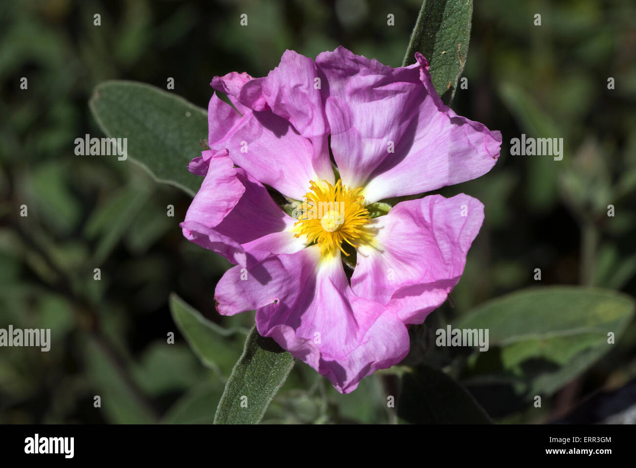 Rosa rugosa flower pink hi-res stock photography and images - Alamy
