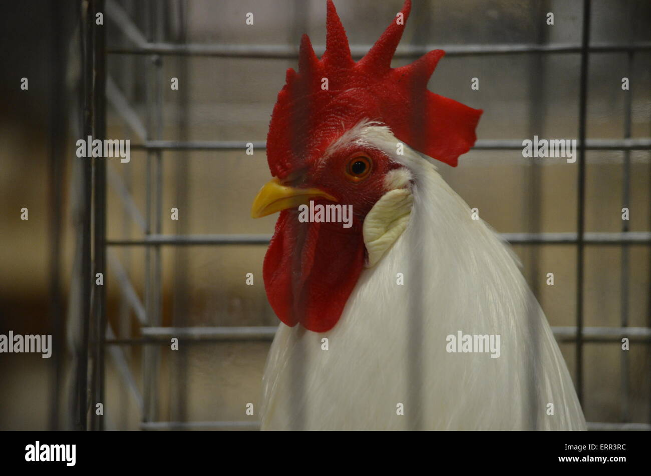 Rooster Cage Stock Photos & Rooster Cage Stock Images - Alamy