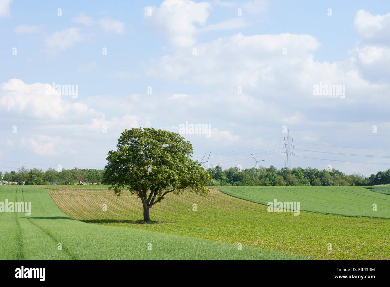 The tree on the field Stock Photo - Alamy
