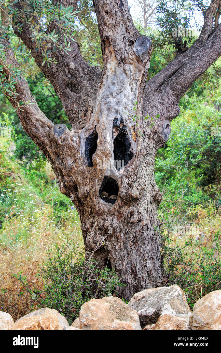 Horror tree hi-res stock photography and images - Alamy
