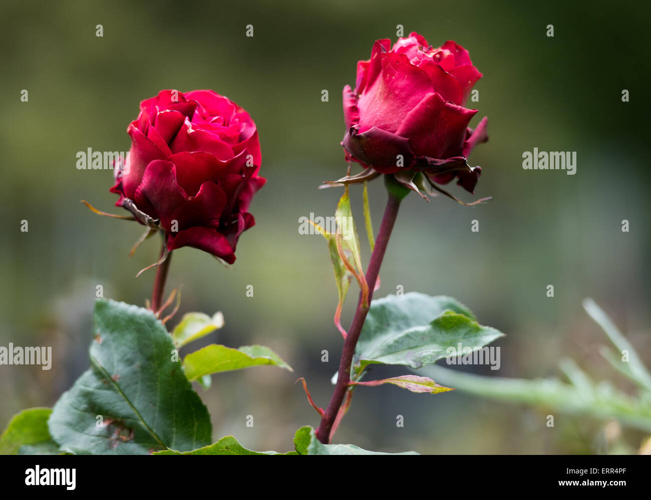 Roses in Hyde Park, London, in Spring Stock Photo - Alamy