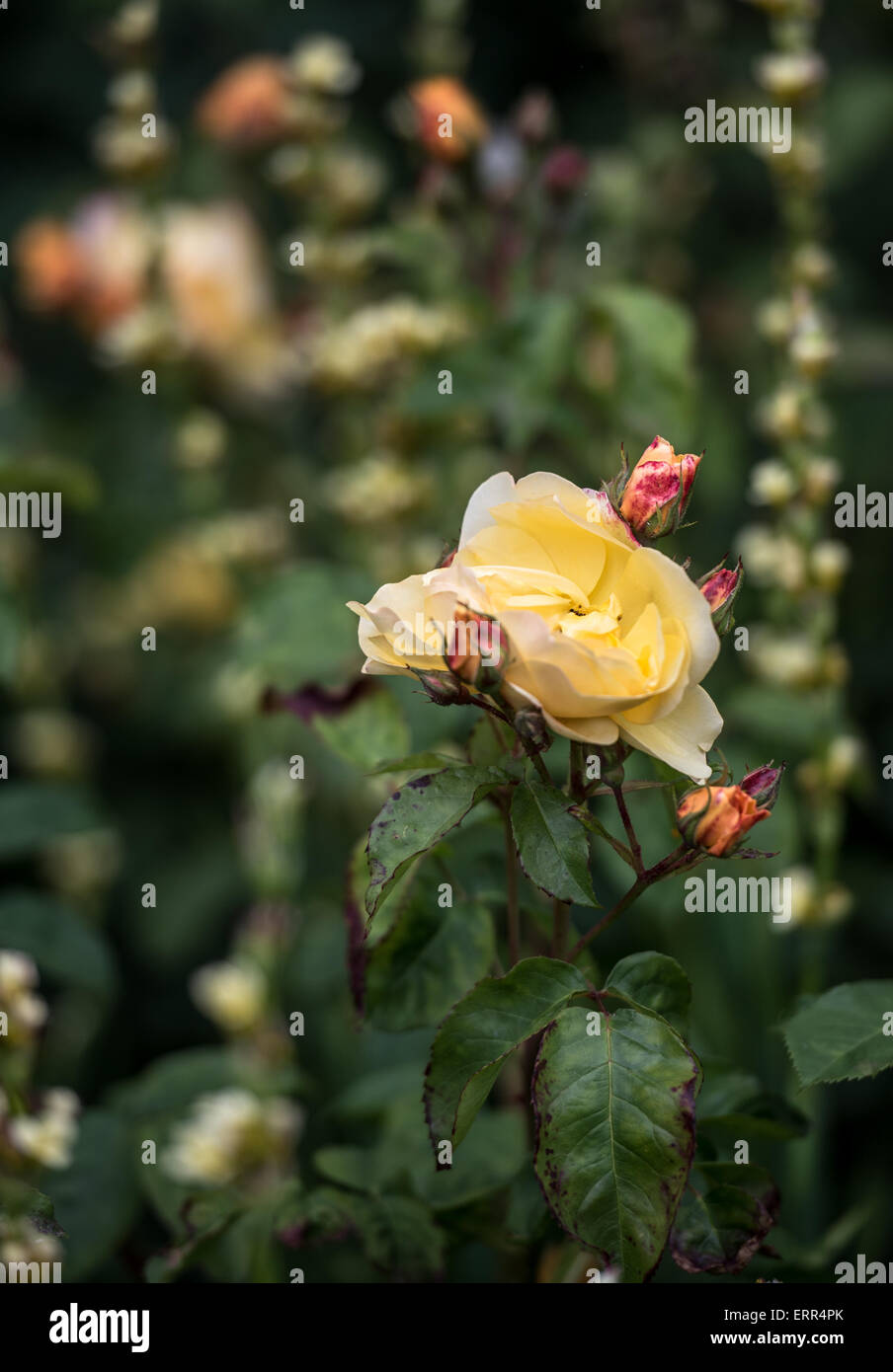 Roses in Hyde Park, London, in Spring Stock Photo - Alamy