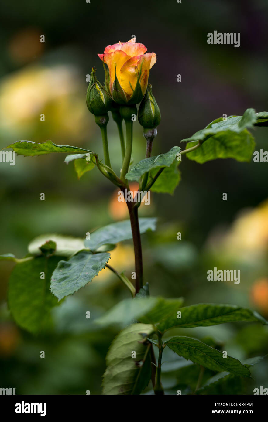 Hyde park london spring hi-res stock photography and images - Alamy