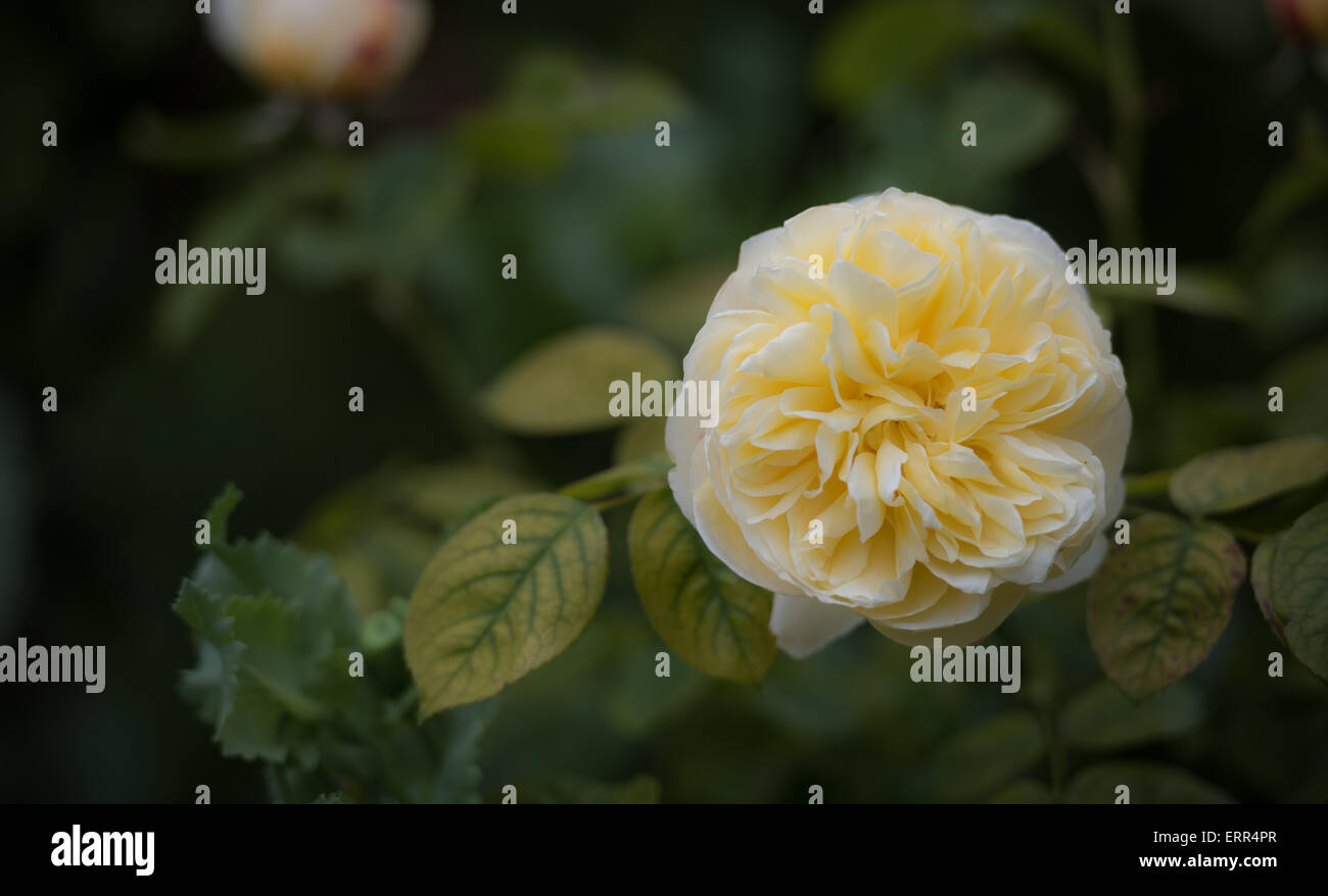 Roses in Hyde Park, London, in Spring Stock Photo - Alamy