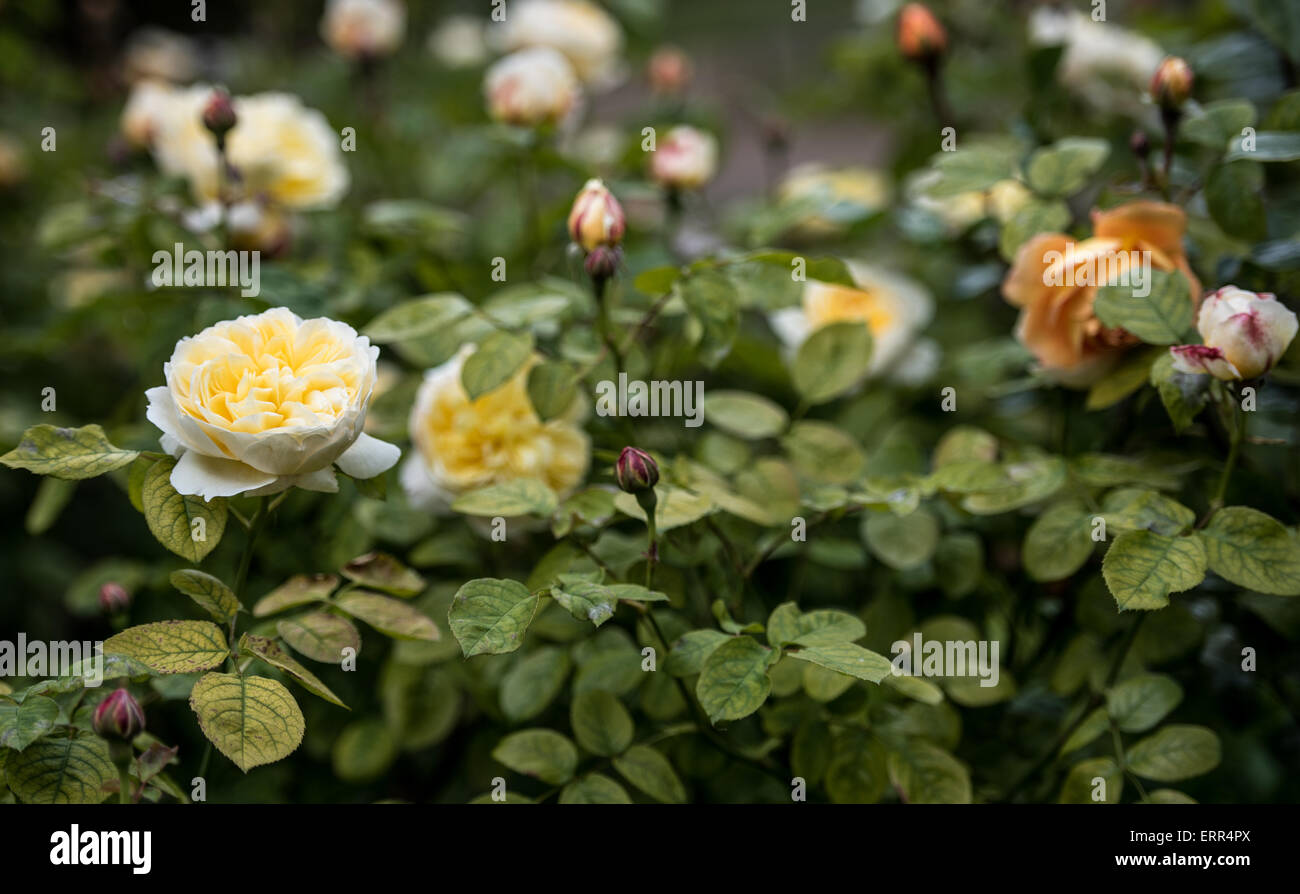Roses in Hyde Park, London, in Spring Stock Photo - Alamy