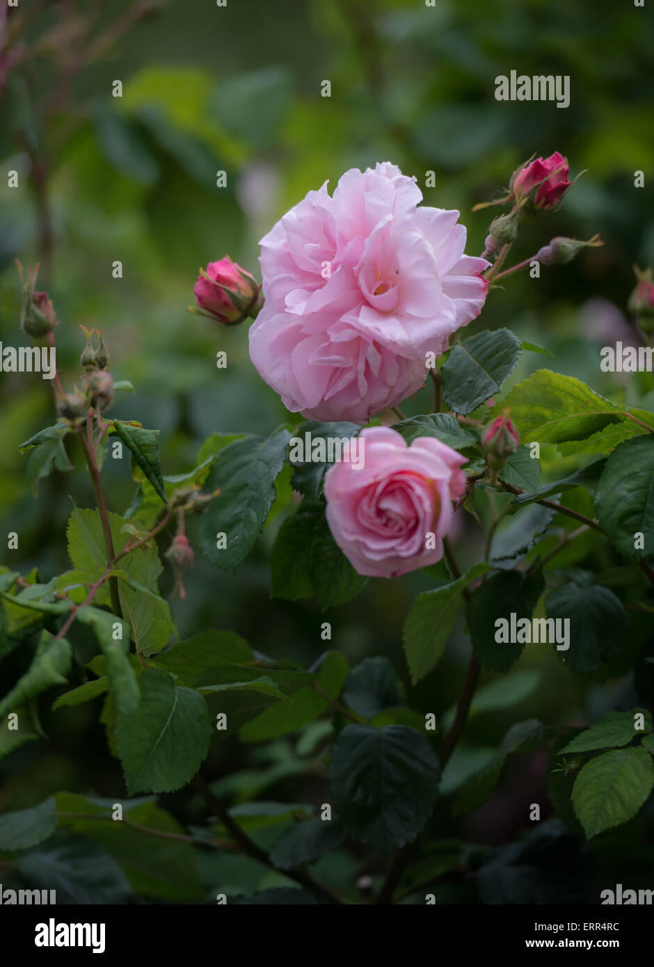 Roses in Hyde Park, London, in Spring Stock Photo - Alamy