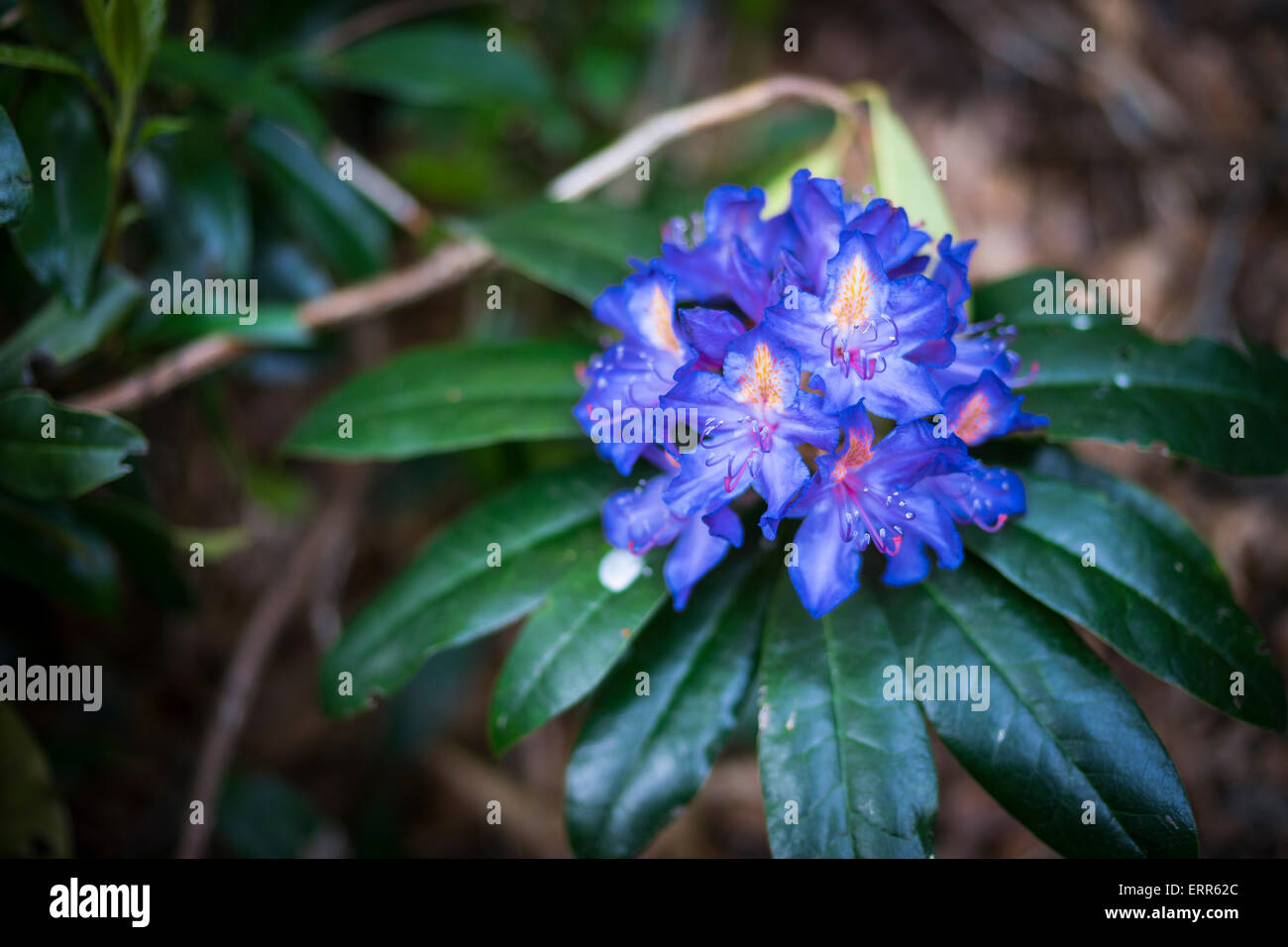 A bright blue plant taken in a Surrey park Stock Photo - Alamy