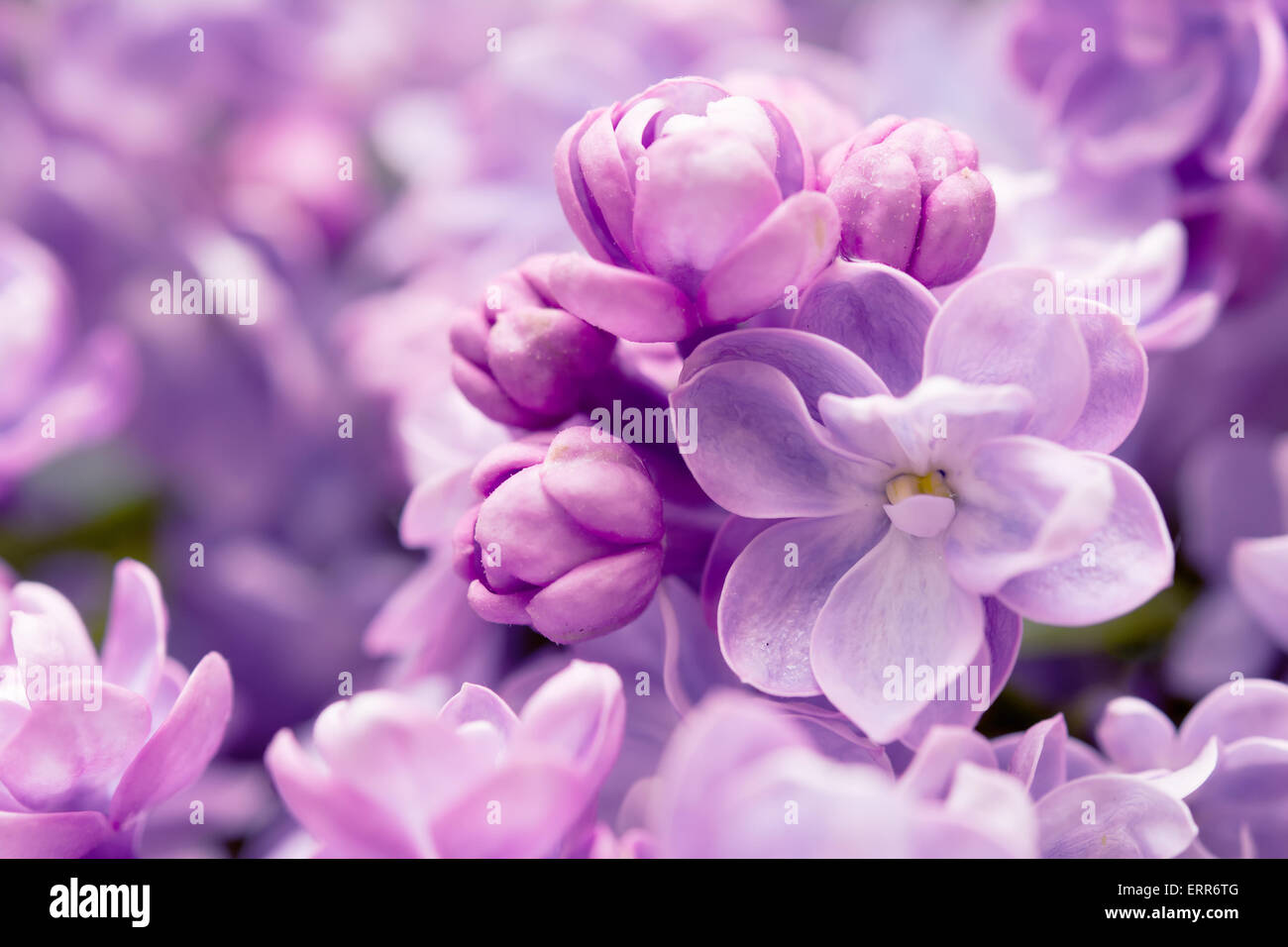 Lilac flowers branch. Greeting gift card background Stock Photo - Alamy