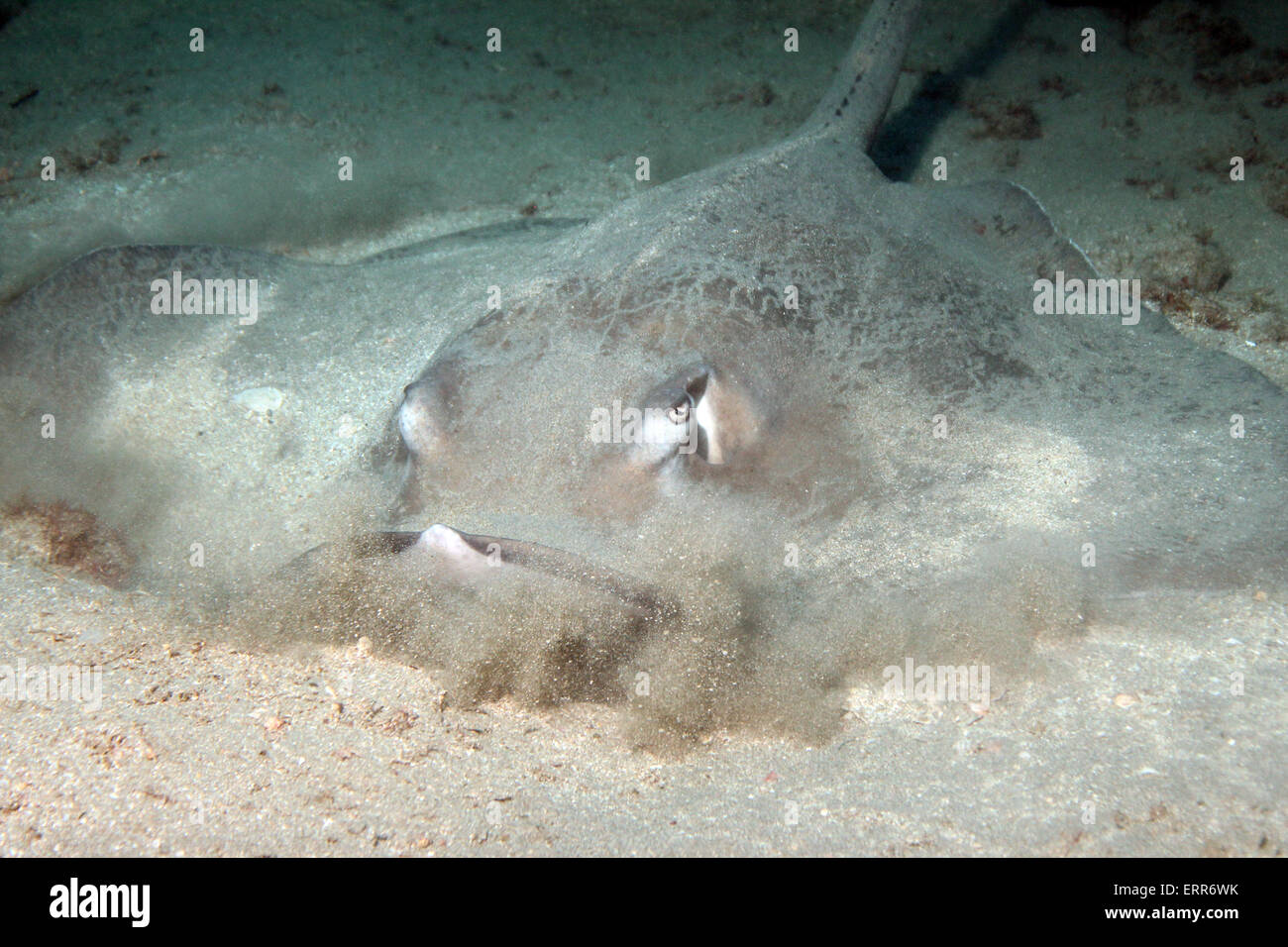Southern Stingray (Dasyatis Americana) Hiding in the Sand, Caño Island ...