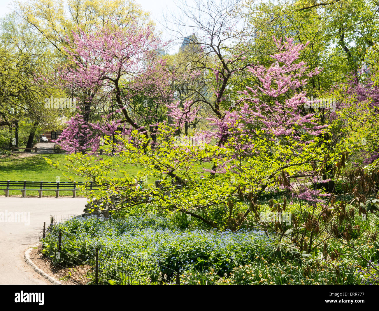 Walking Path in Central Park, New York City Stock Photo - Alamy