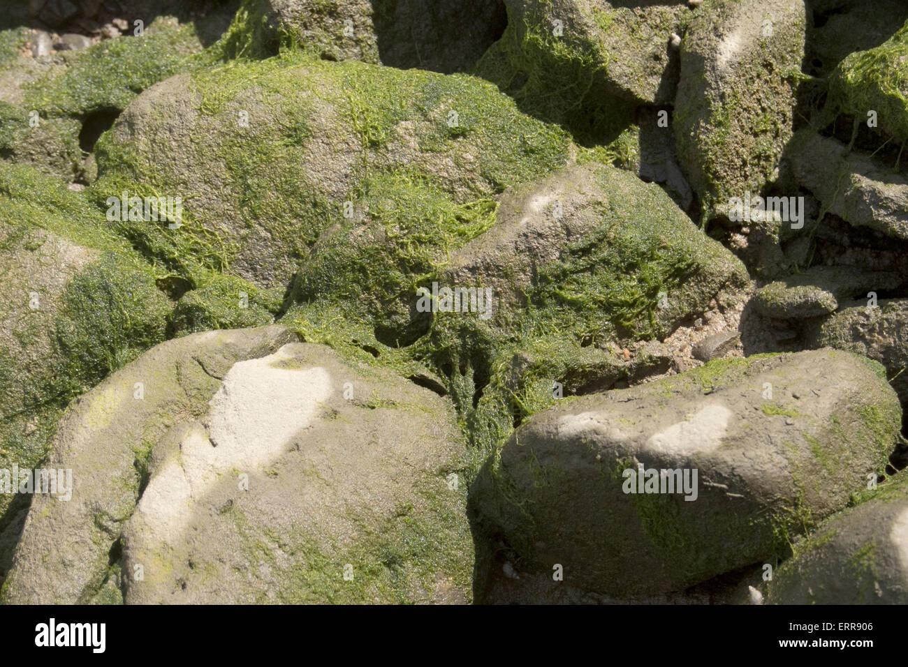 Algae on rocks hi-res stock photography and images - Alamy