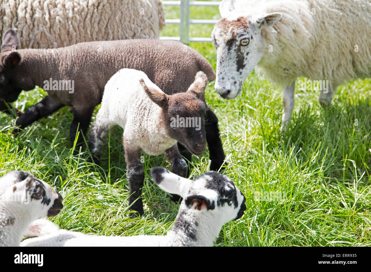 Westerham,UK,7th June 2015,Sheep with four lambs at Park Farm which was ...