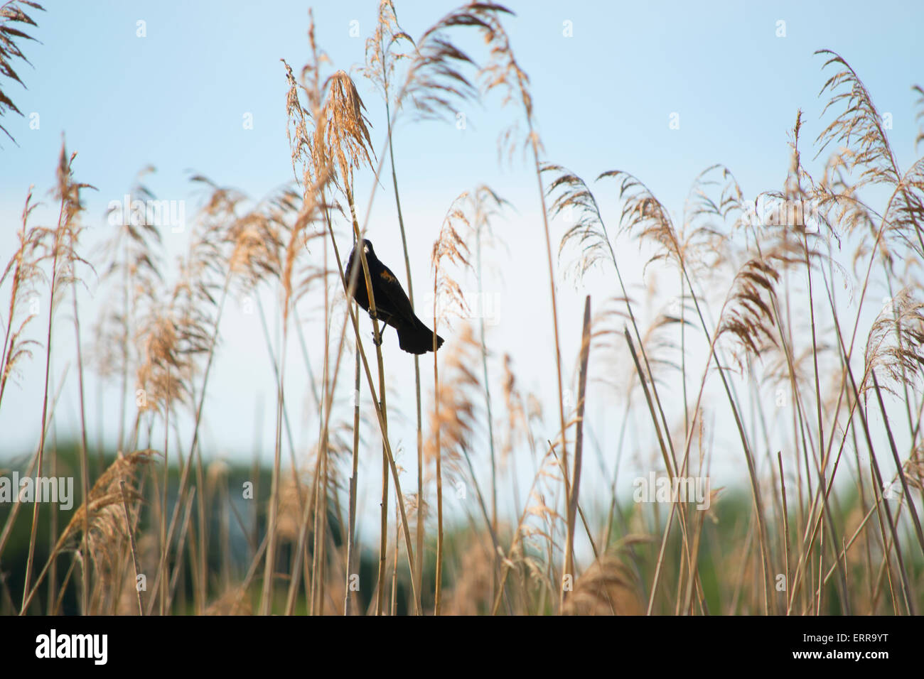 Red winged black bird on cat tail, Iona Island, Hudson Valley, New York ...