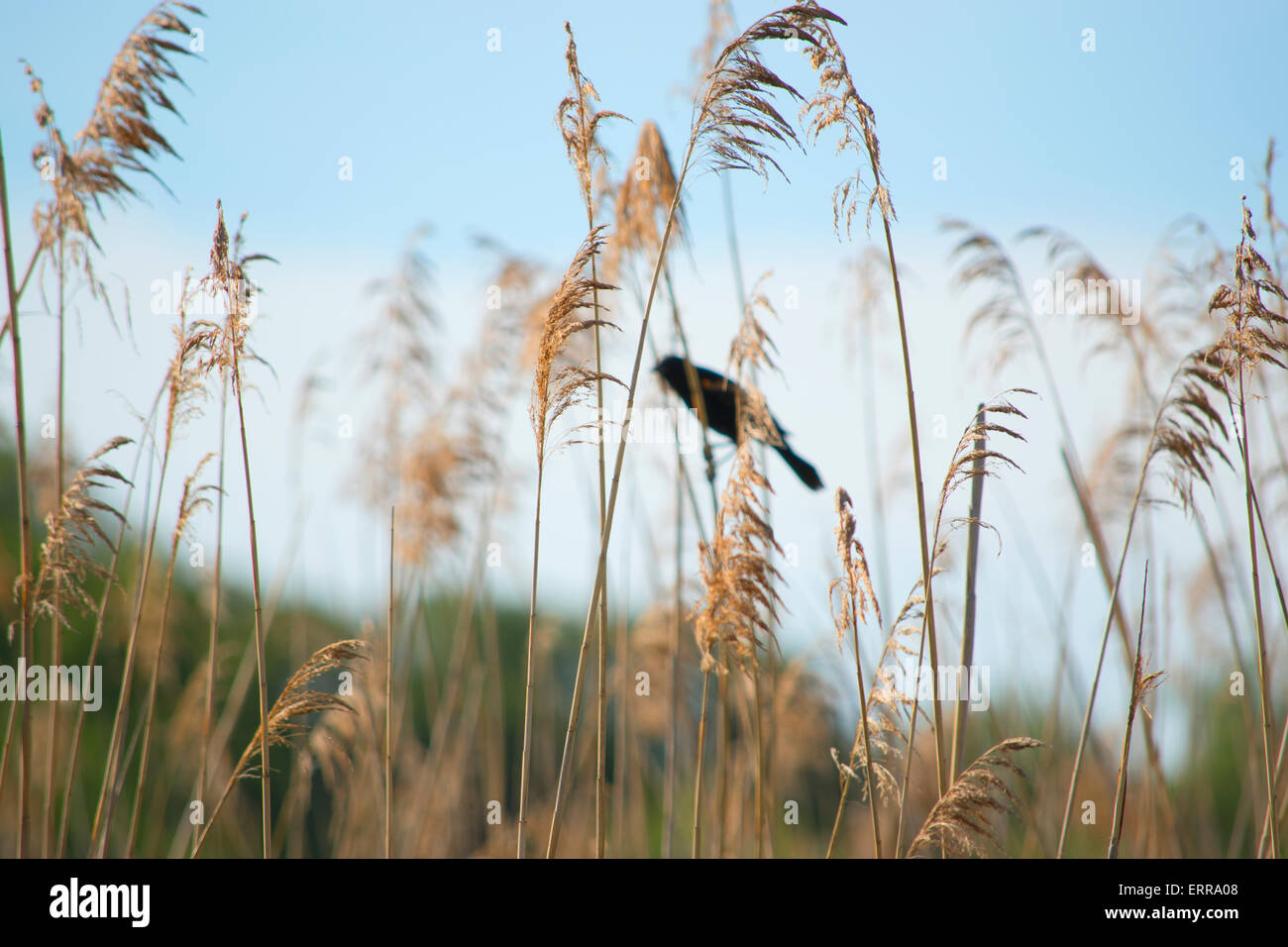 Red winged black bird on cat tail, Iona Island, Hudson Valley, New York ...