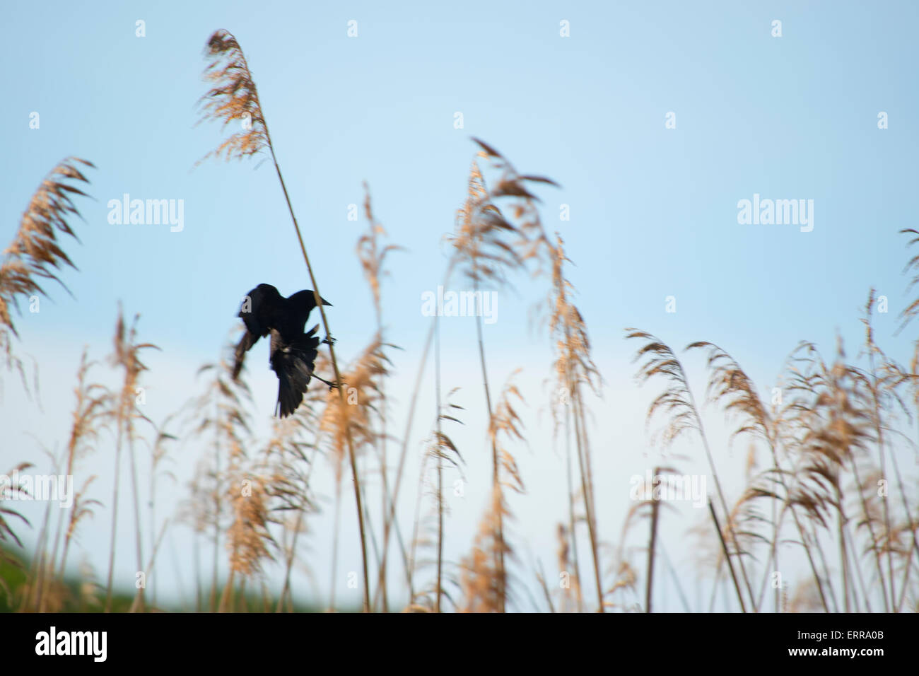 Red winged black bird on cat tail, Iona Island, Hudson Valley, New York ...