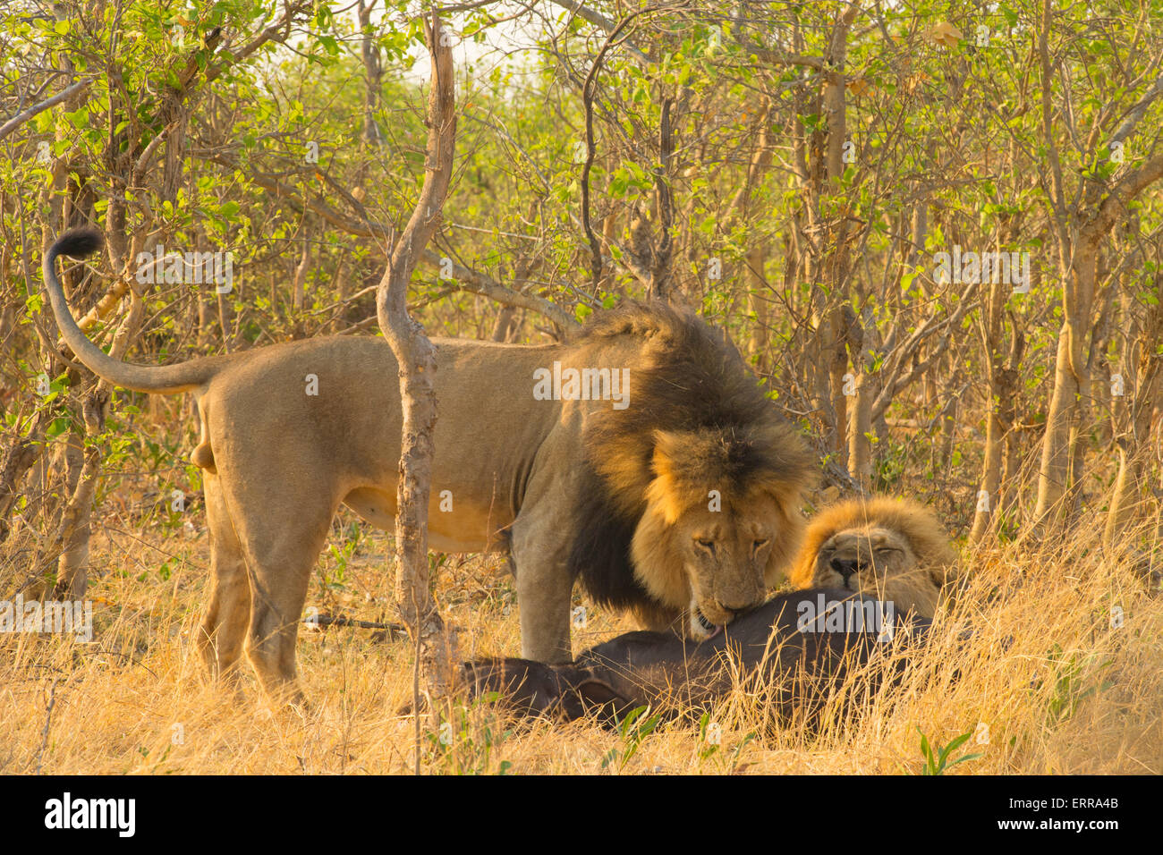 Cecil the lion dead hi-res stock photography and images - Alamy