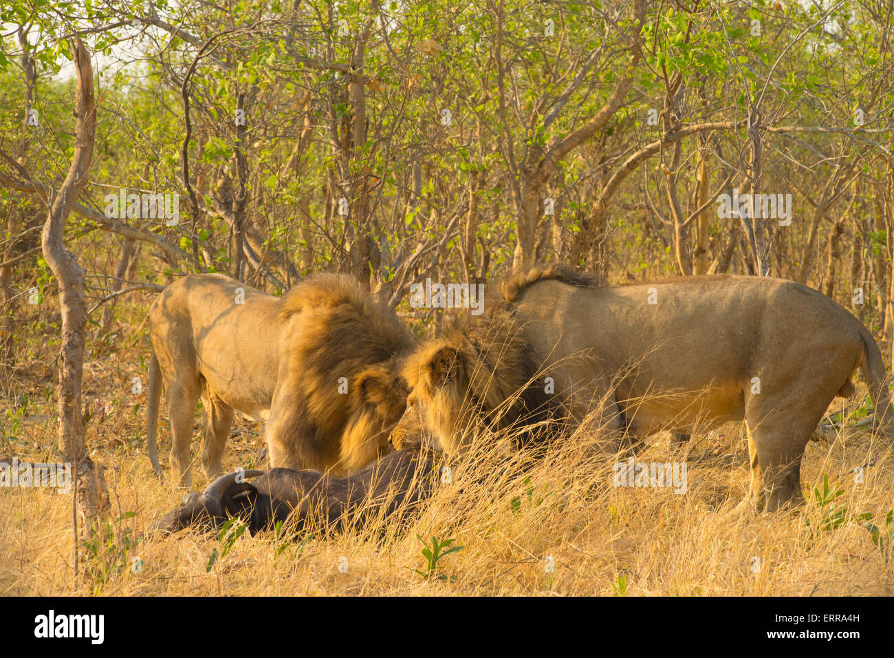 Cecil the lion dead hi-res stock photography and images - Alamy